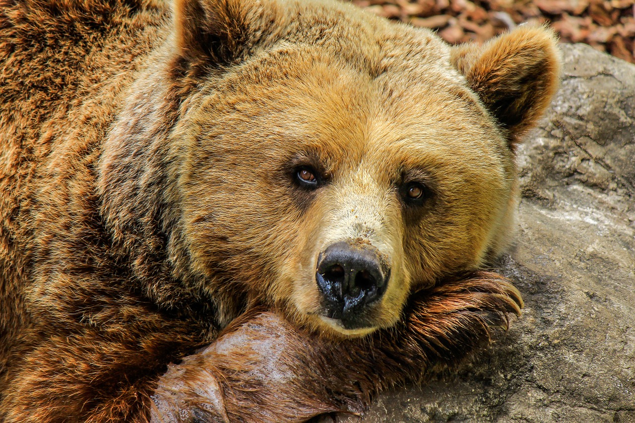 Who's Afraid of a Bear Market? - Early Retirement Now